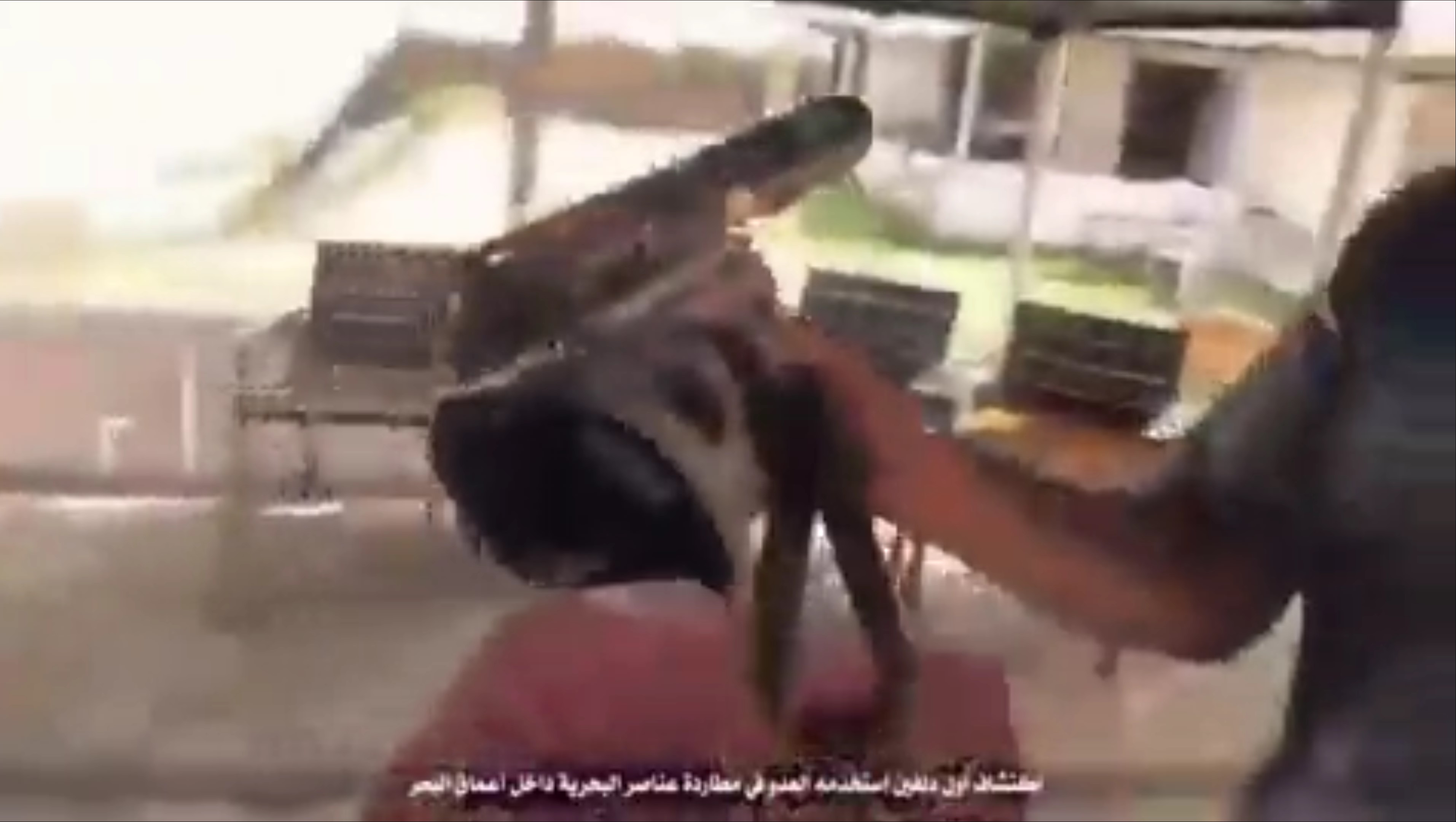 Assassin Dolphin Hamas Says It Caught Continues Tradition Of Wild ...