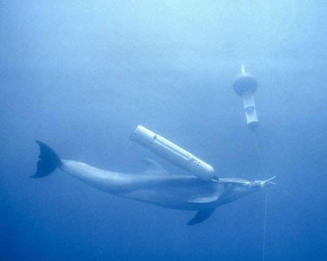 Assassin Dolphin Hamas Says It Caught Continues Tradition Of Wild ...