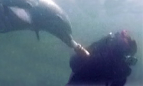Assassin Dolphin Hamas Says It Caught Continues Tradition Of Wild ...