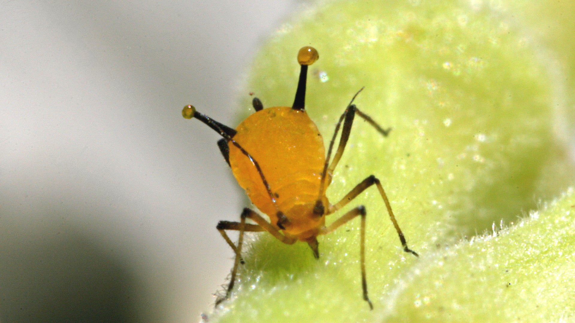 DARPA's Virus-Carrying Bugs Aren't Officially Weapons, But It Sure ...