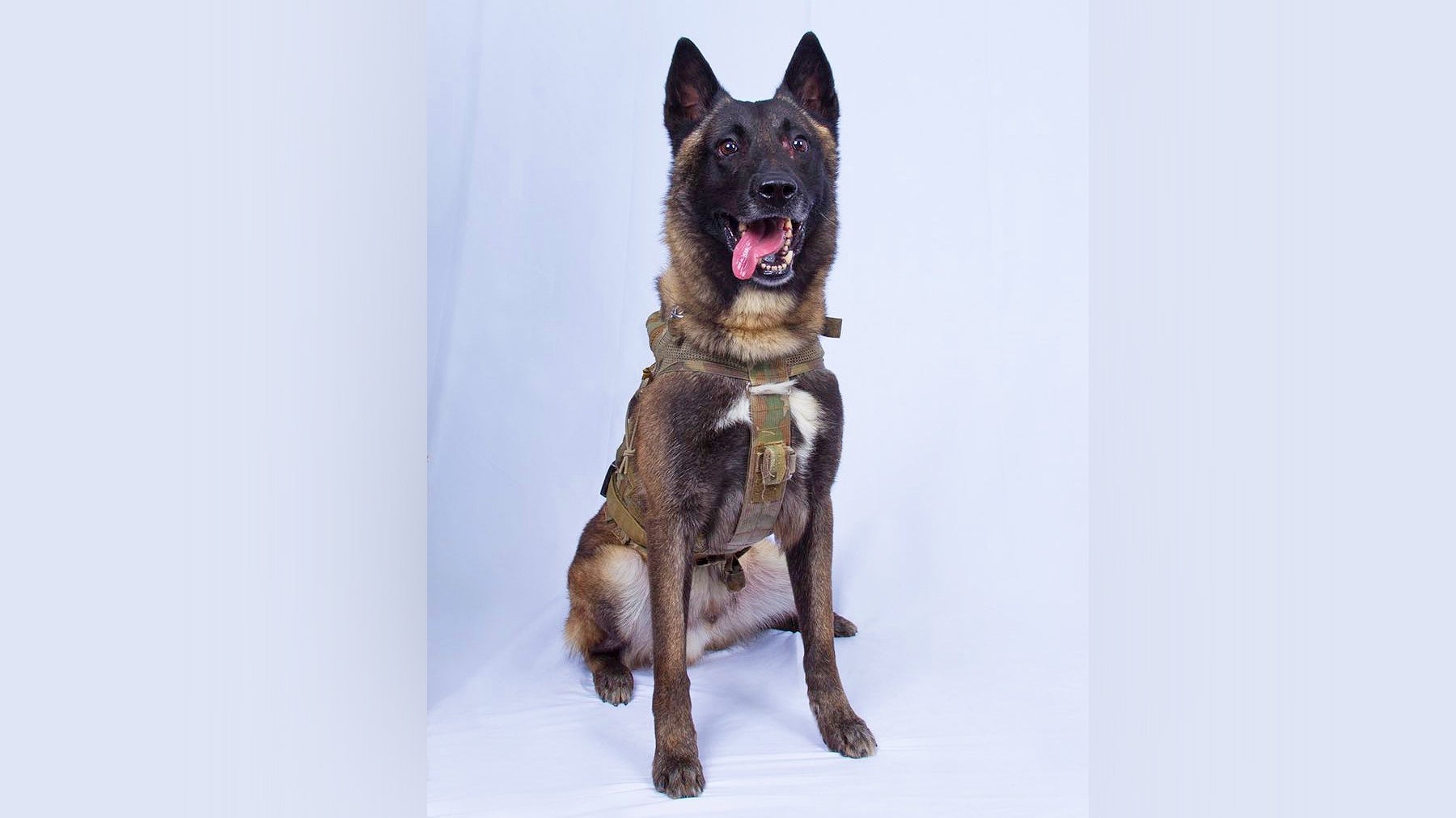 Behold The Hero Combat Dog That Ran Down ISIS Leader Al Baghdadi