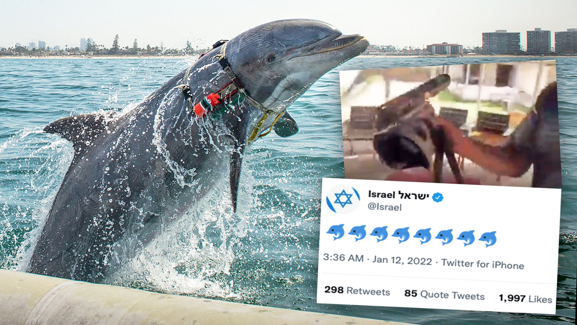 Assassin Dolphin Hamas Says It Caught Continues Tradition Of Wild ...